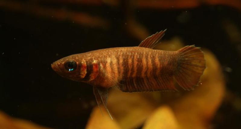 Betta mandor — Seriously Fish