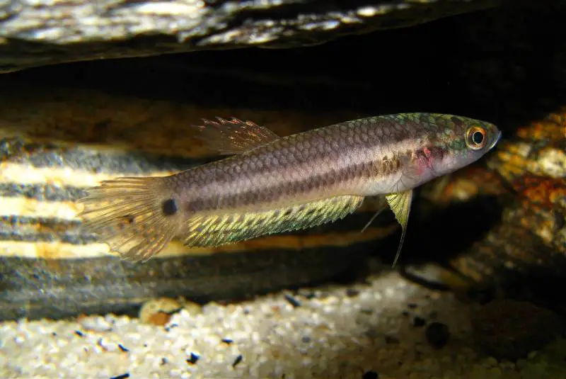Betta ocellata — Seriously Fish