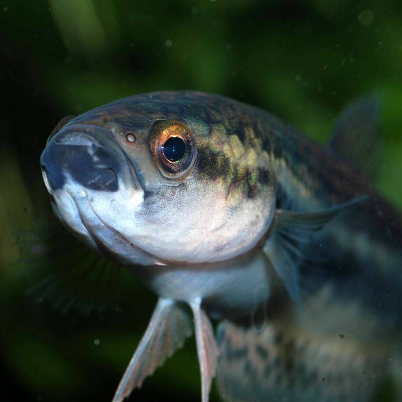 Betta ocellata — Seriously Fish