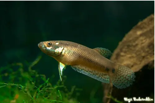 Betta ocellata — Seriously Fish