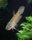 Betta ocellata — Seriously Fish