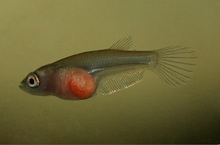 Betta ocellata — Seriously Fish