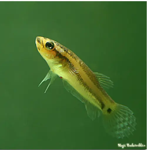 Betta ocellata — Seriously Fish