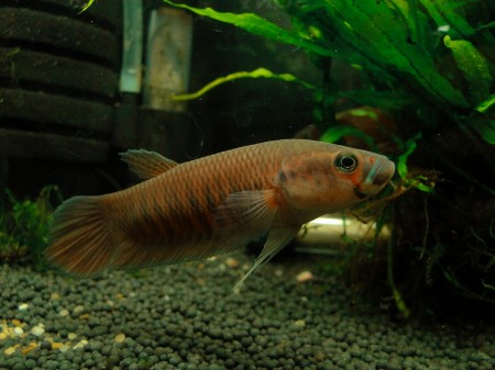 Betta patoti — Seriously Fish