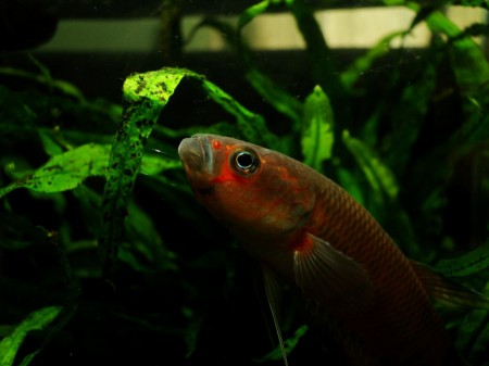 Betta patoti — Seriously Fish