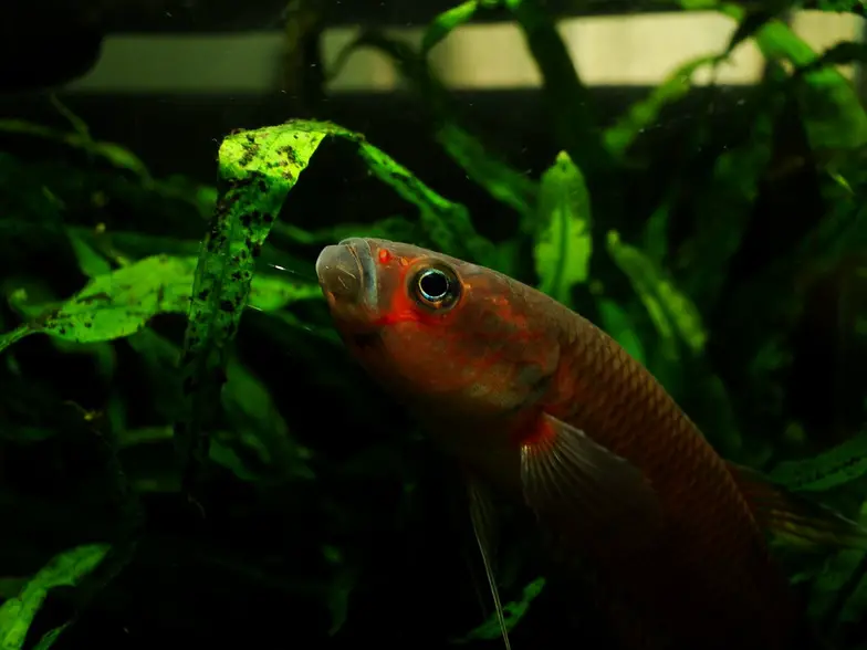 Betta patoti — Seriously Fish