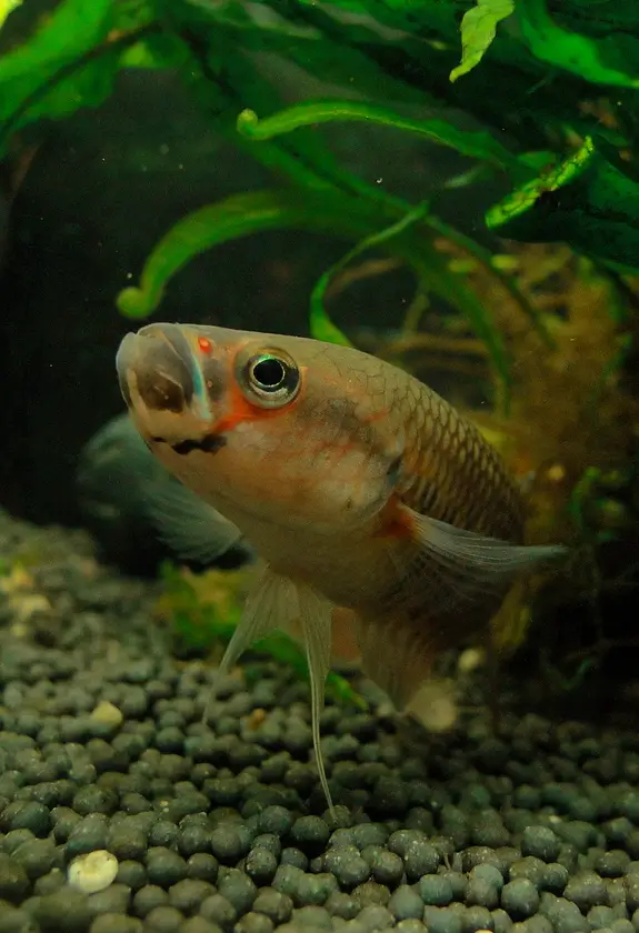 Betta patoti — Seriously Fish