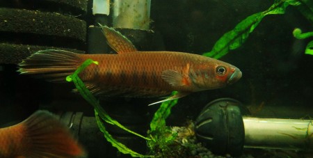 Betta patoti — Seriously Fish