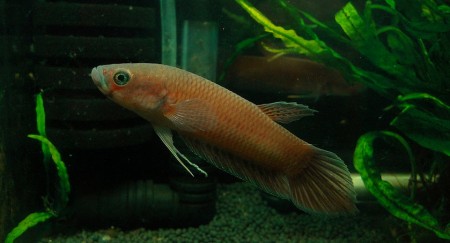 Betta patoti — Seriously Fish