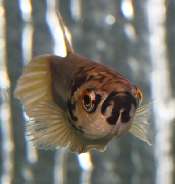 Betta pi — Seriously Fish