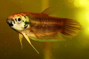 Betta pi — Seriously Fish