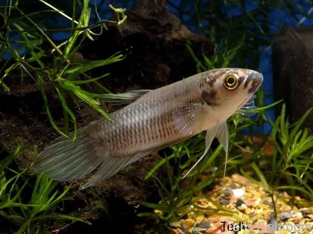 Betta pi — Seriously Fish