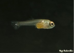 Betta prima — Seriously Fish