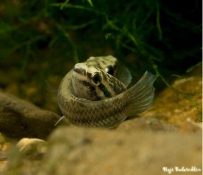 Betta prima — Seriously Fish