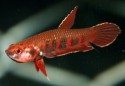 Betta rubra — Seriously Fish