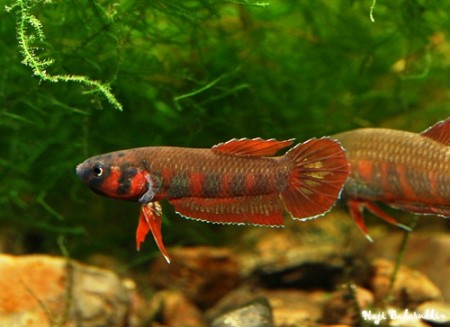 Species groups within the genus Betta — Seriously Fish