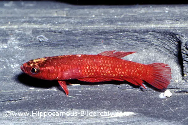 Betta rutilans — Seriously Fish