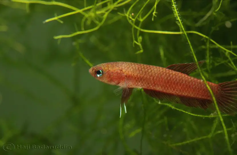 Betta rutilans — Seriously Fish
