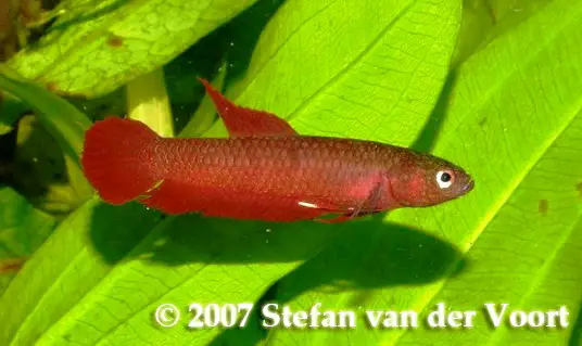 Betta rutilans — Seriously Fish