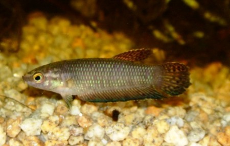 Betta simorum — Seriously Fish