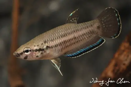 Betta simplex — Seriously Fish