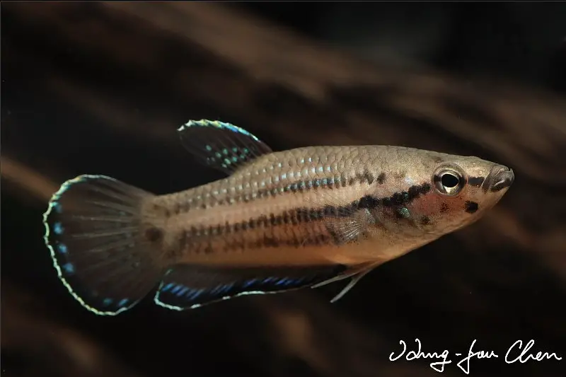 Betta simplex — Seriously Fish