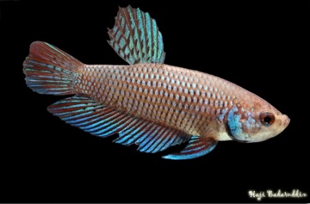 Betta smaragdina – Emerald Betta — Seriously Fish