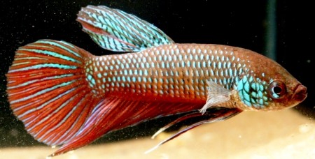 Betta smaragdina – Emerald Betta — Seriously Fish