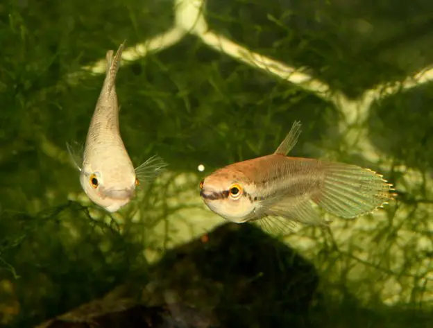 Betta taeniata — Seriously Fish