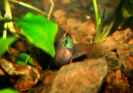 Betta taeniata — Seriously Fish