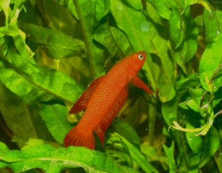 Betta uberis — Seriously Fish