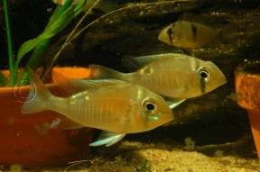 Biotodoma cupido – Cupid Cichlid (Geophagus cupido) — Seriously Fish