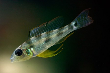 Biotoecus opercularis — Seriously Fish