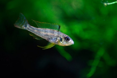 Biotoecus opercularis — Seriously Fish