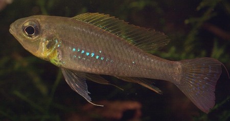 Biotoecus opercularis — Seriously Fish