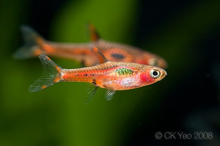 Boraras merah (Rasbora merah) — Seriously Fish