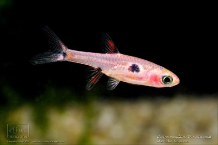 Boraras maculatus – Dwarf Rasbora (Rasbora maculata) — Seriously Fish