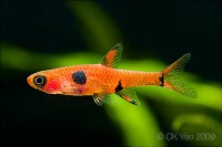 Boraras maculatus – Dwarf Rasbora (Rasbora maculata) — Seriously Fish