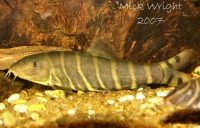 Botia dario – Bengal Loach (Cobitis dario, Cobitis geto) — Seriously Fish