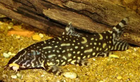 Botia kubotai – Polka-Dot Loach — Seriously Fish