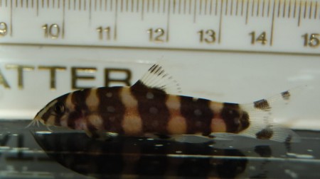 Botia kubotai – Polka-Dot Loach — Seriously Fish