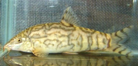 Botia almorhae – Yo-Yo Loach (Botia grandis) — Seriously Fish
