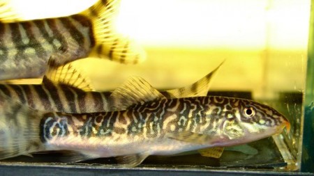 Botia striata – Zebra Loach (Botia striata kolhapurensis) — Seriously Fish
