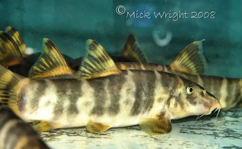 Botia udomritthiruji – Emperor Botia — Seriously Fish