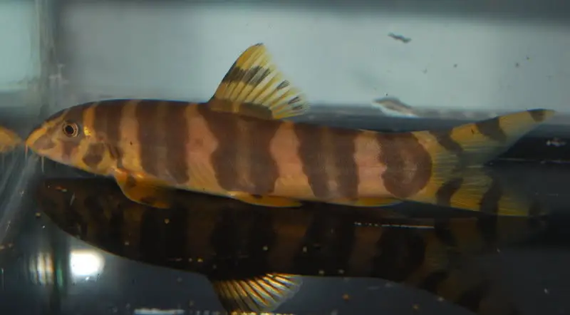 Botia udomritthiruji – Emperor Botia — Seriously Fish