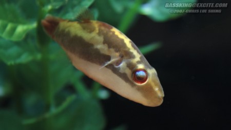 Carinotetraodon irrubesco – Red-tailed Redeye Puffer — Seriously Fish
