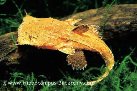 Chaca chaca (Frogmouth Catfish) — Seriously Fish