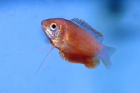 Trichogaster labiosa (Thick-lipped Gourami) — Seriously Fish