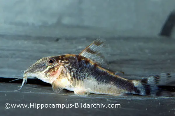 Corydoras semiaquilis (Peru Black Cory) — Seriously Fish