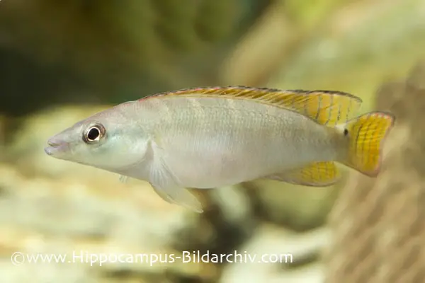 Crenicichla compressiceps (Compressiceps Dwarf Pike Cichlid ...